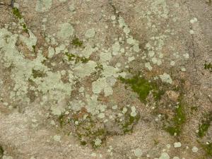 lichen textures - Texturelib