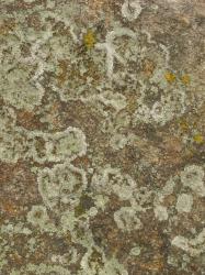 lichen textures - Texturelib