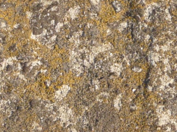 lichen texture 0017 - Texturelib
