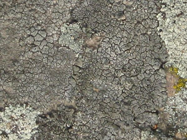 lichen texture 0018 - Texturelib