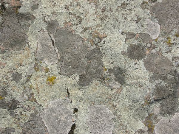 lichen texture 0018 - Texturelib