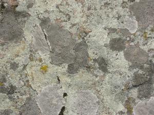 lichen textures - Texturelib