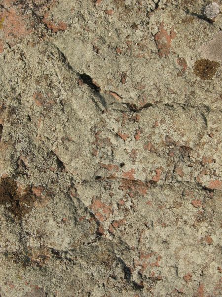 lichen texture 0019 - Texturelib