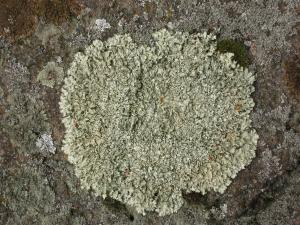 lichen textures - Texturelib