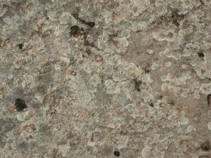 lichen textures - Texturelib
