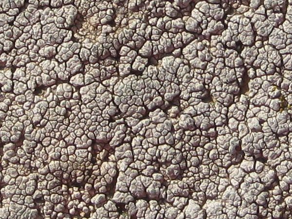 lichen texture 0022 - Texturelib