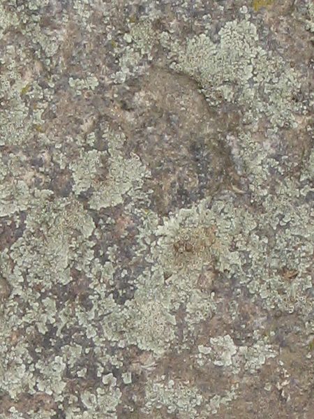 lichen texture 0023 - Texturelib