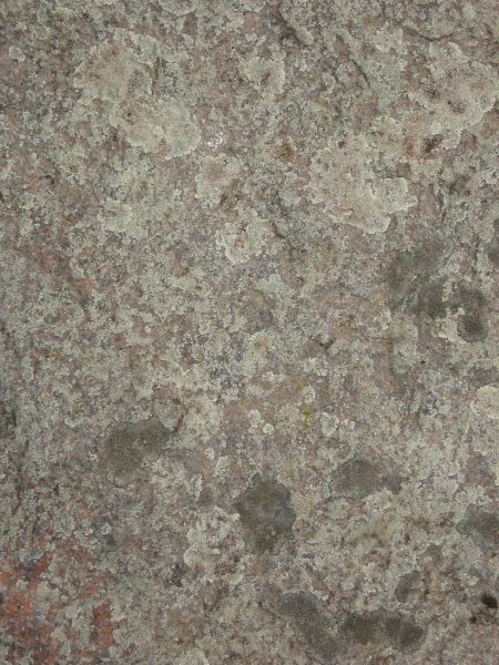 lichen texture 0023 - Texturelib