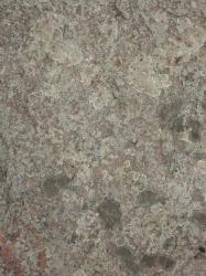 lichen textures - Texturelib