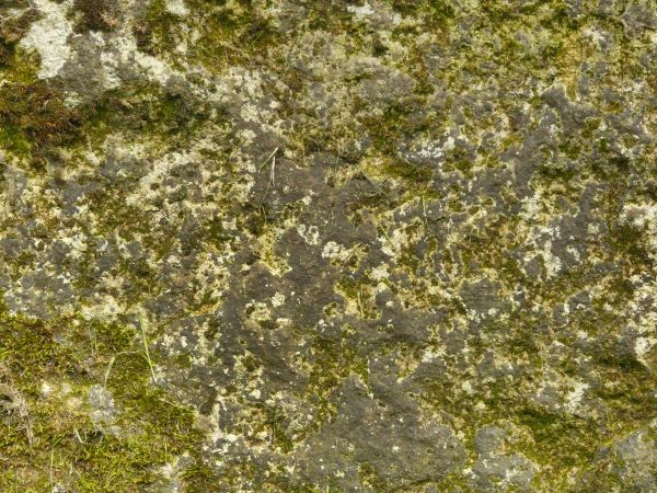 moss texture 0001 - Texturelib