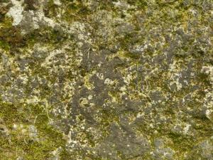 moss textures - Texturelib