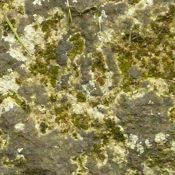 moss texture 0001 - Texturelib