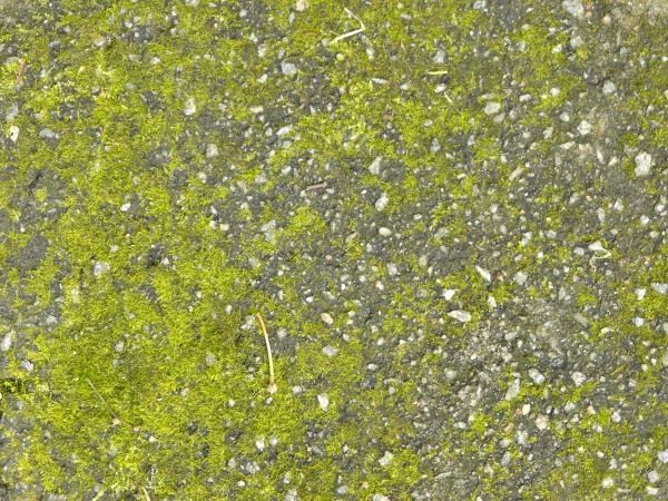 moss texture 0005 - Texturelib
