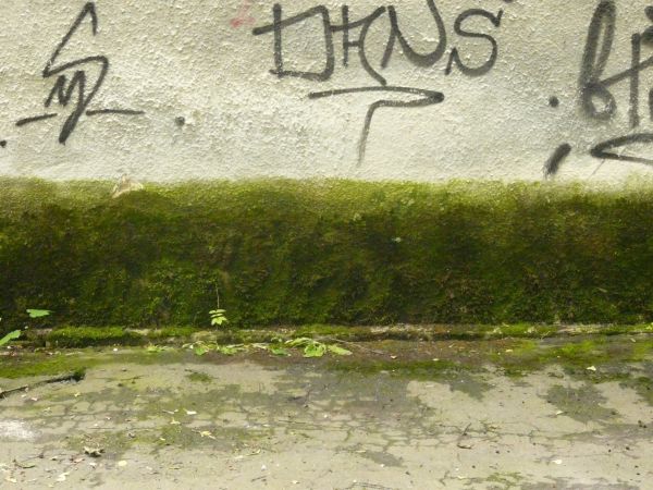 moss texture 0006 - Texturelib