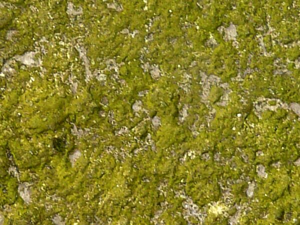 moss texture 0008 - Texturelib