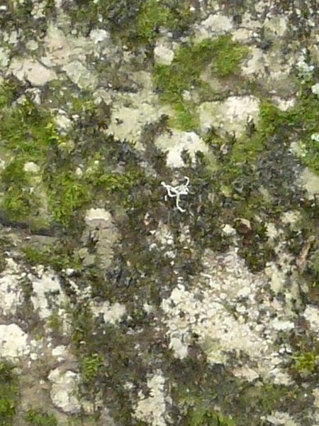 moss texture 0010 - Texturelib