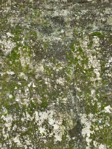 moss texture 0010 - Texturelib