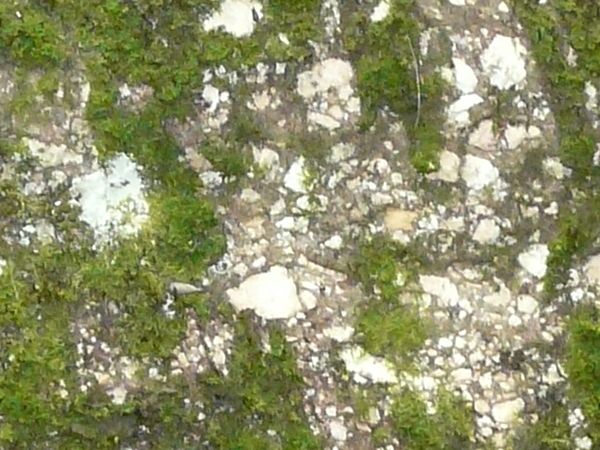 moss texture 0010 - Texturelib