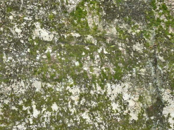 moss texture 0010 - Texturelib