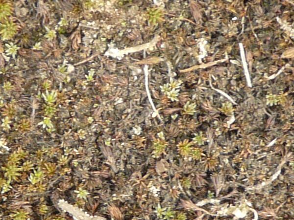 moss texture 0015 - Texturelib