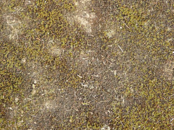 moss texture 0015 - Texturelib