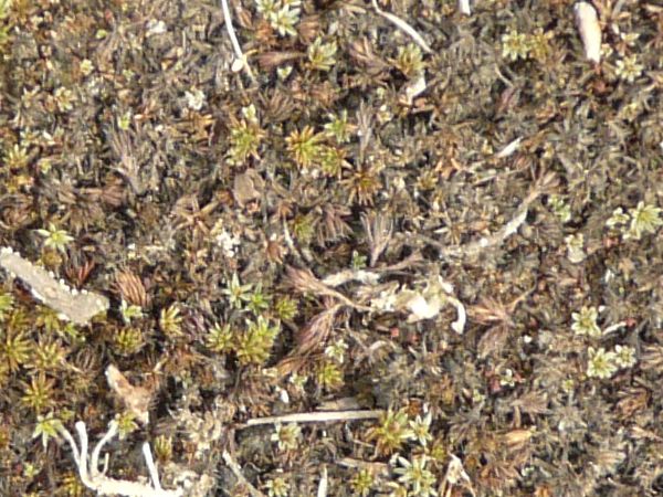 moss texture 0015 - Texturelib