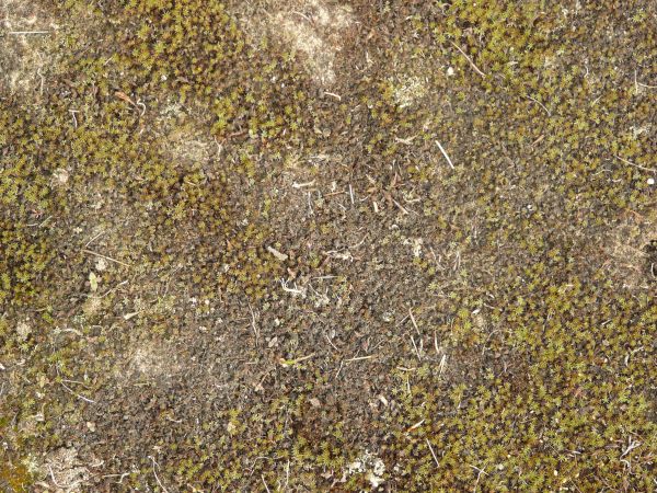 moss texture 0015 - Texturelib