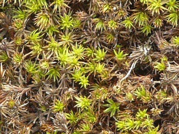 moss texture 0015 - Texturelib