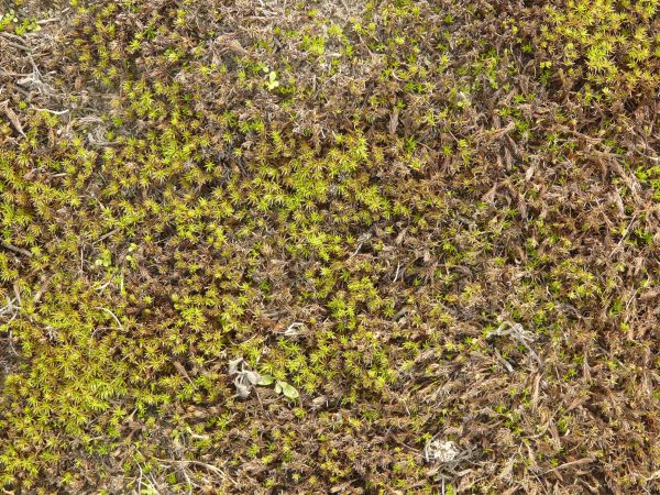 moss texture 0015 - Texturelib