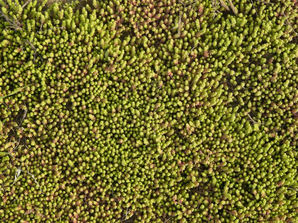 moss texture 0018 - Texturelib