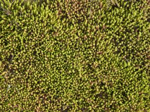 moss textures - Texturelib
