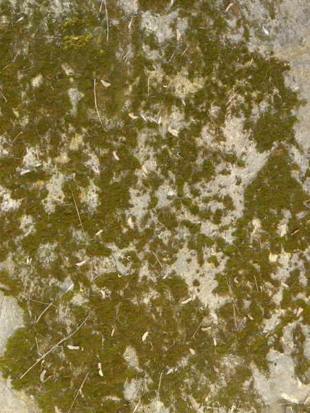 moss texture 0019 - Texturelib