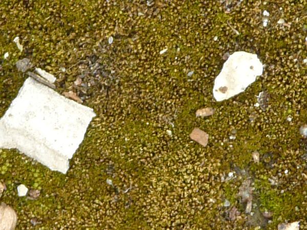 moss texture 0021 - Texturelib