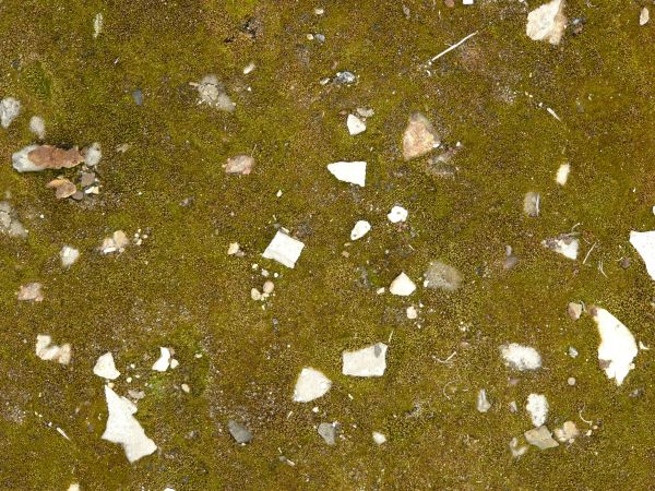 moss texture 0021 - Texturelib