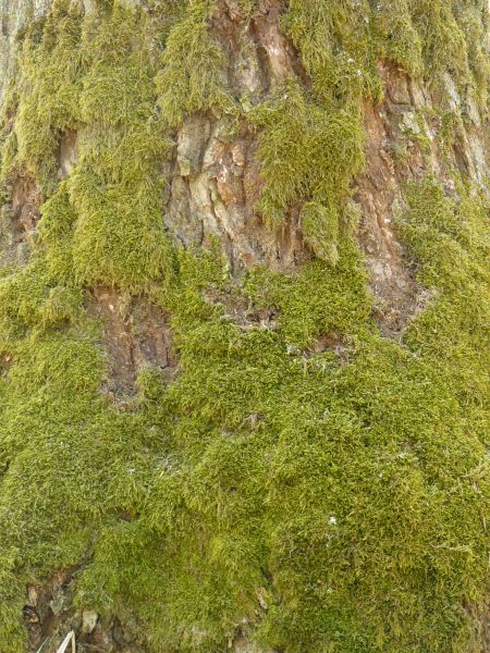 moss texture 0022 - Texturelib