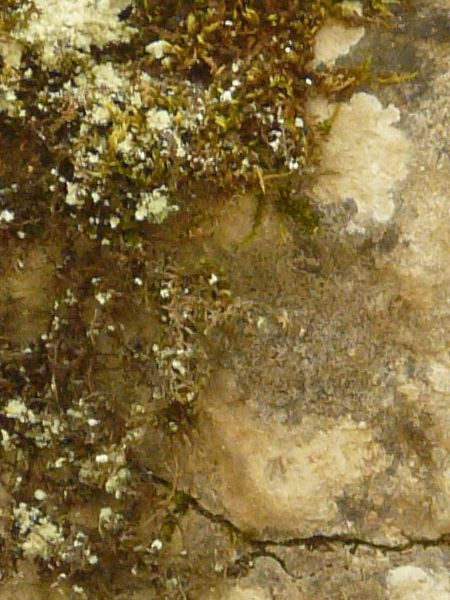 moss texture 0025 - Texturelib