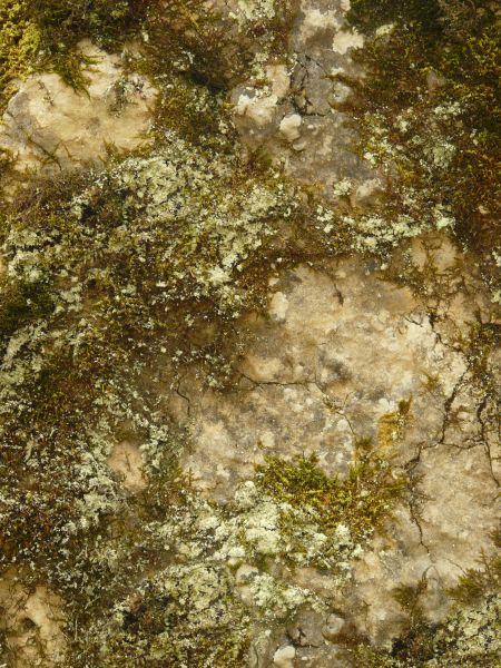 moss texture 0025 - Texturelib