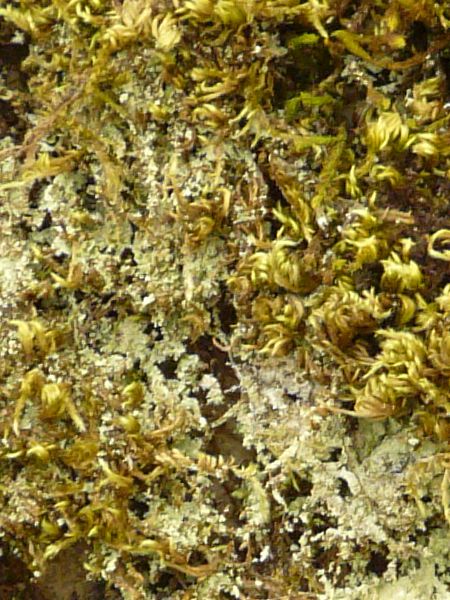 moss texture 0026 - Texturelib