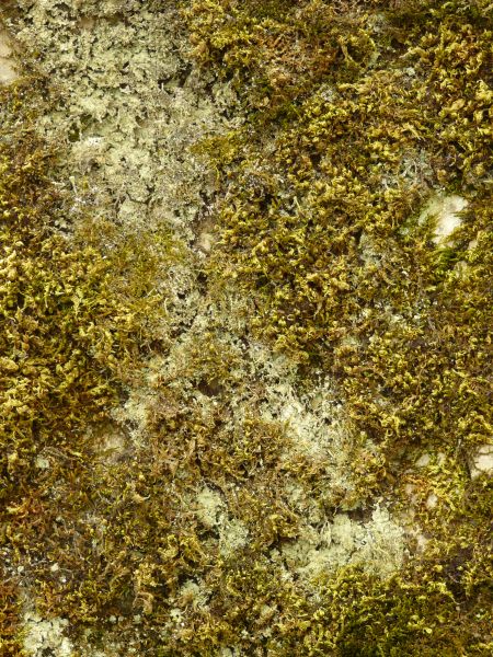 moss texture 0026 - Texturelib
