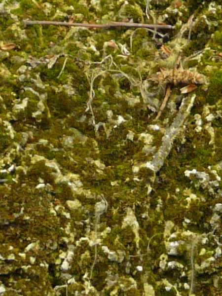 moss texture 0027 - Texturelib