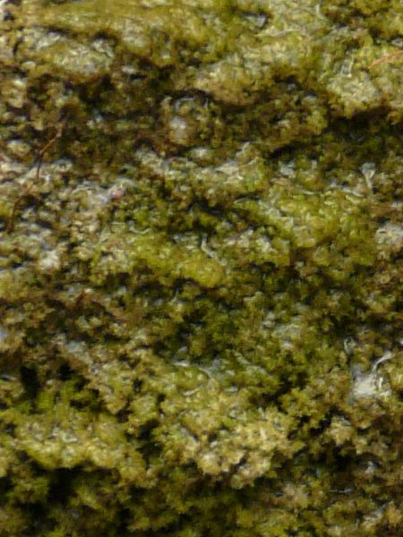 moss texture 0029 - Texturelib