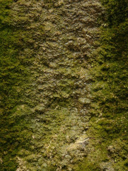 moss texture 0029 - Texturelib