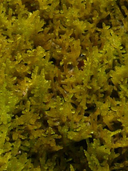 moss texture 0030 - Texturelib