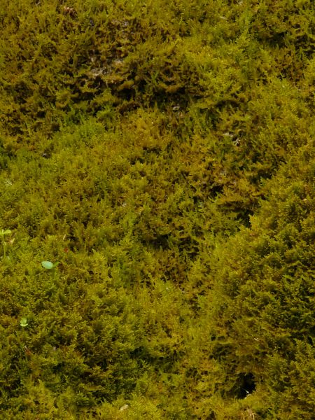moss texture 0030 - Texturelib