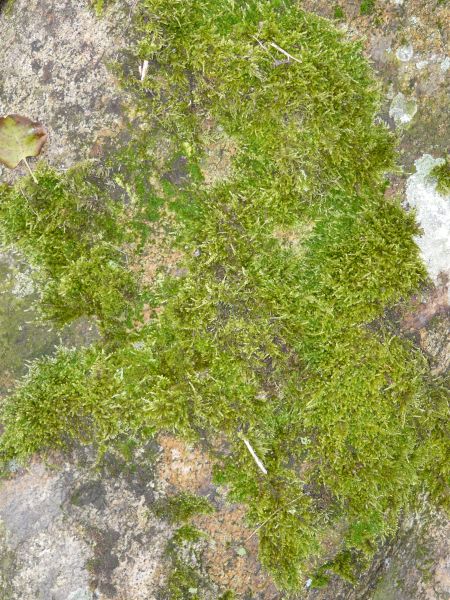 moss texture 0039 - Texturelib
