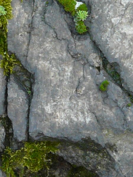 moss texture 0041 - Texturelib