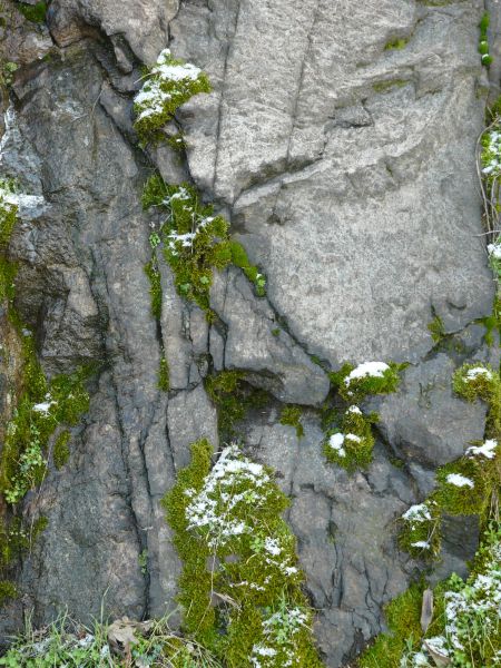 moss texture 0041 - Texturelib