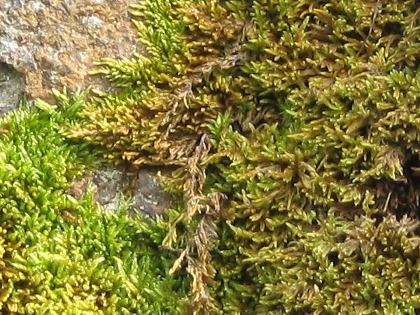 moss texture 0043 - Texturelib