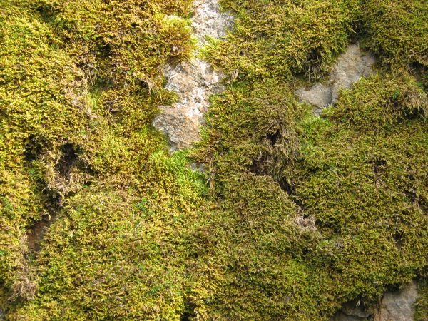 moss texture 0043 - Texturelib