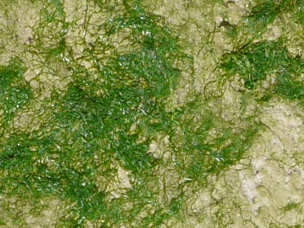 moss texture 0044 - Texturelib